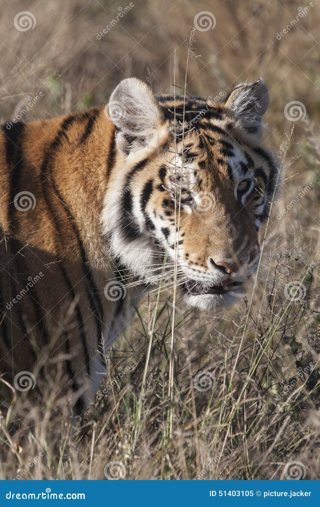 Tiger im Gras stockbild. Bild von anstarren, ängstlich - 51403105
