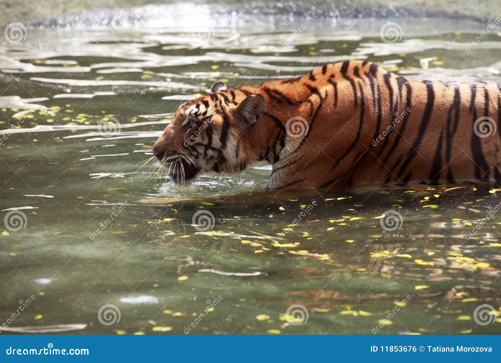 Tiger im Wasser stockfoto. Bild von wild, relax, lügen - 11853676
