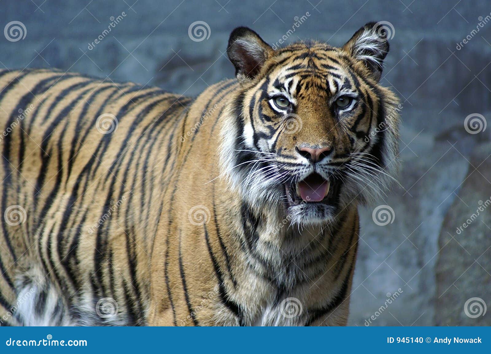 Tiger im Zoo Berlin 4 stockfoto. Bild von haar, voll, viertel - 945140