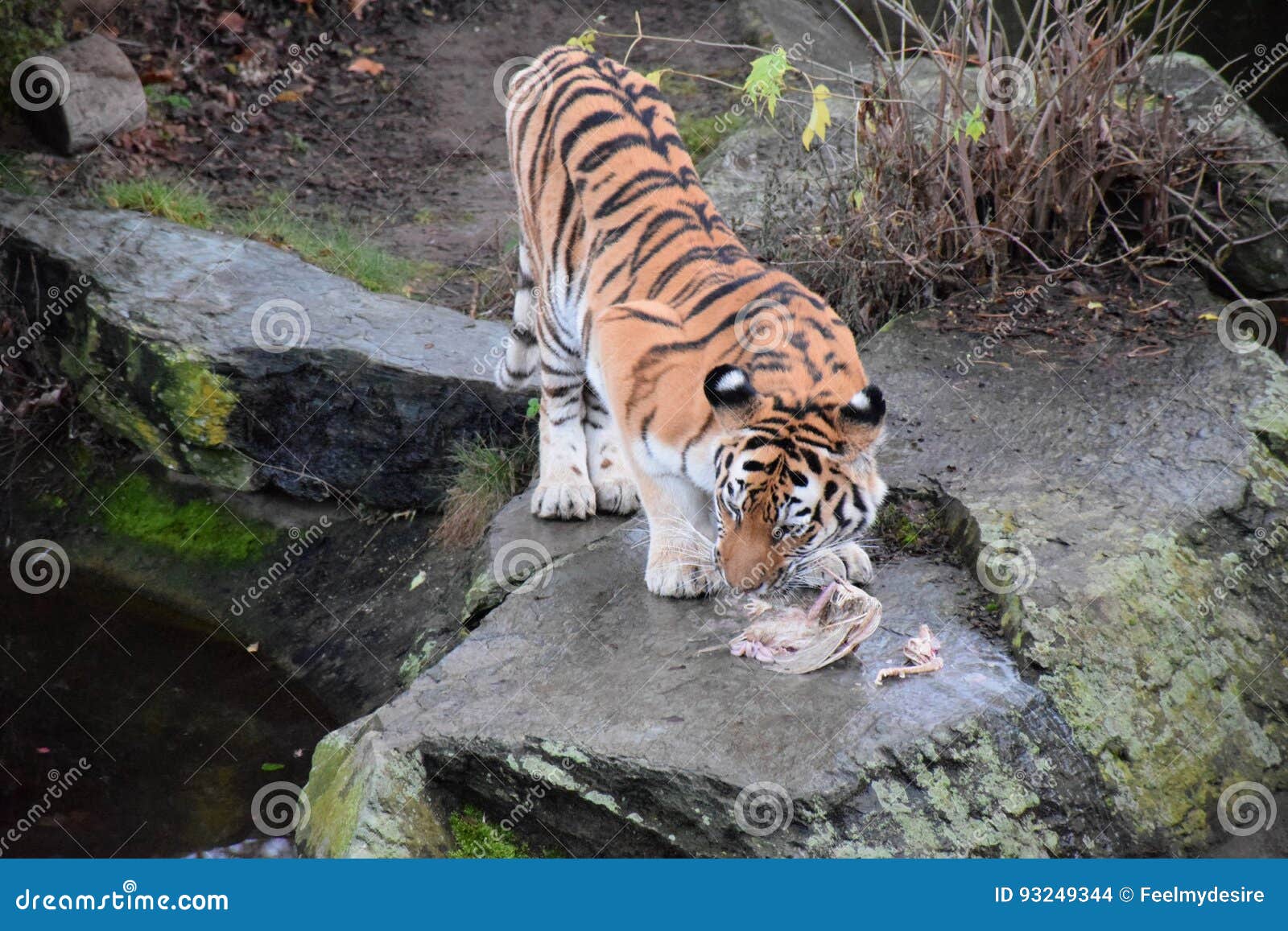 Tiger im Zoo, Deutschland stockfoto. Bild von greifer - 93249344