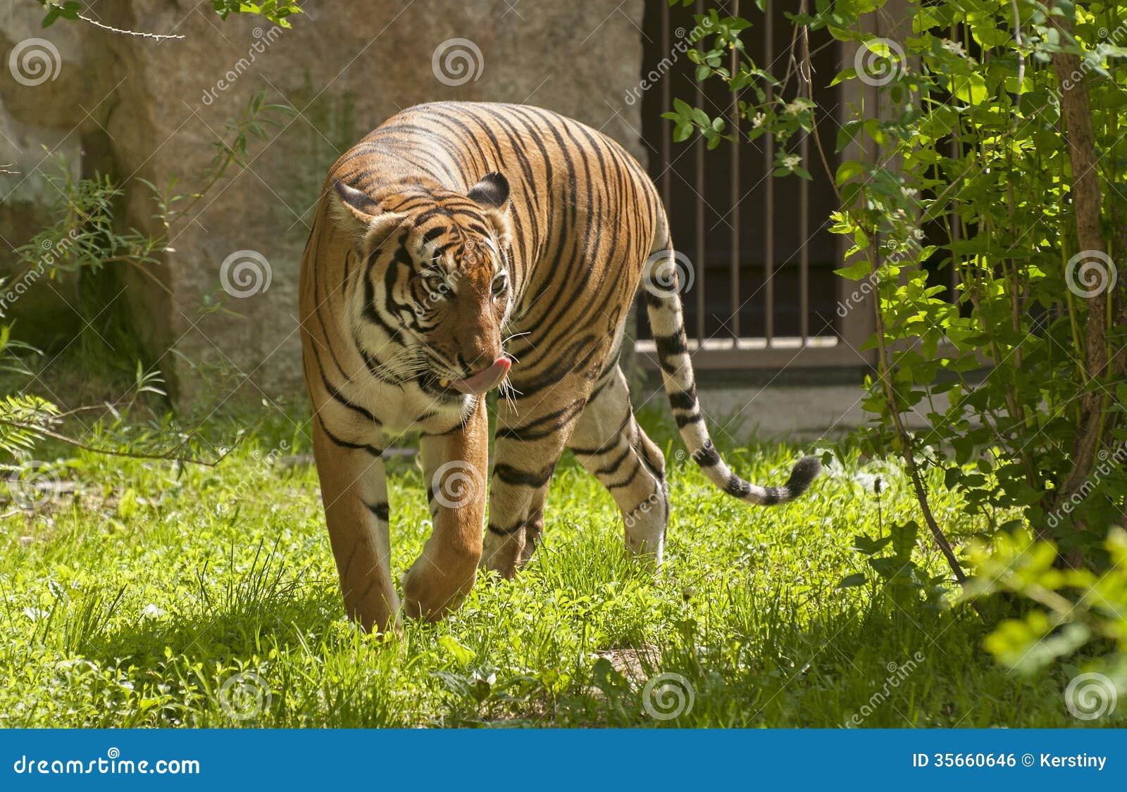 Tiger stock photo. Image of muscles, natural, muzzle - 35660646