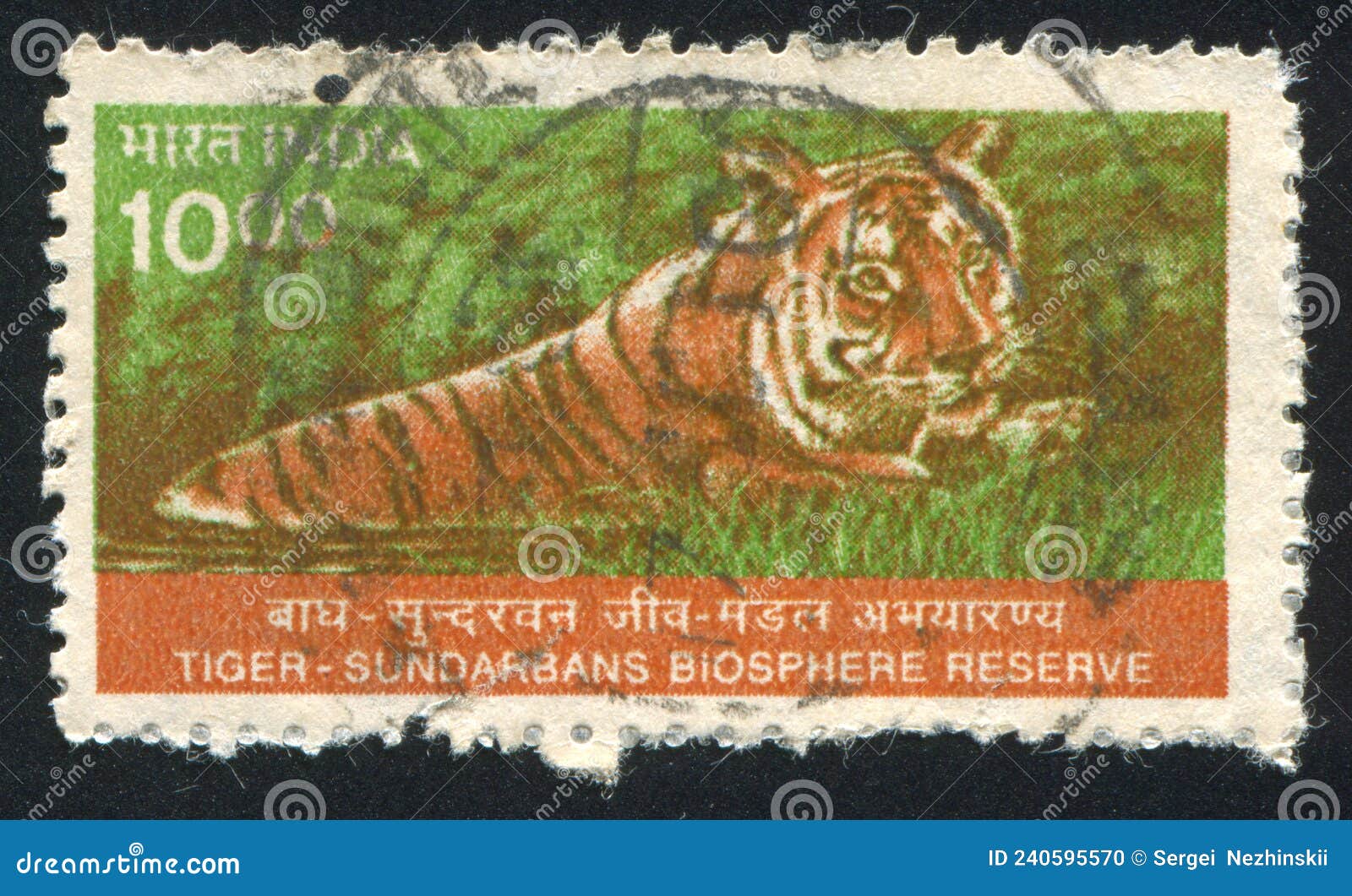 Tiger editorial image. Image of mouth, angry, feline - 240595570