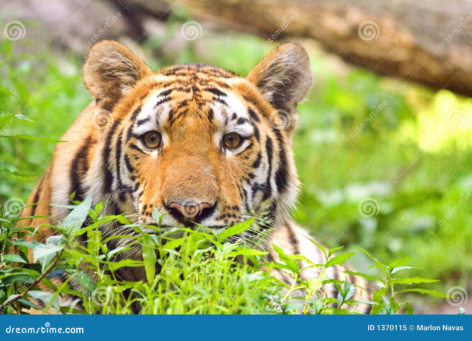 Tiger with intense look stock image. Image of alert, mammal - 1370115
