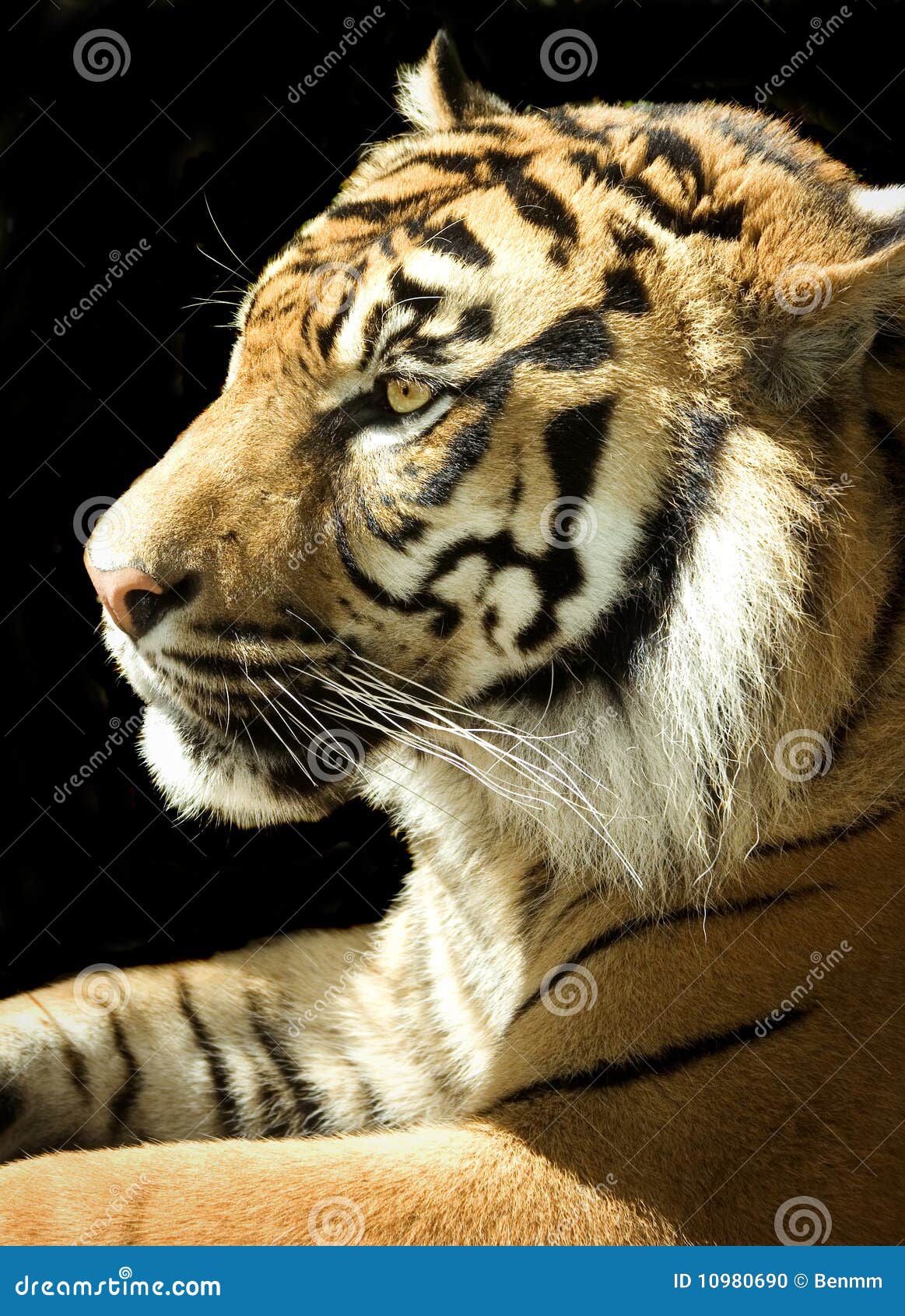 Tiger isolated stock photo. Image of endangered, beautiful - 10980690
