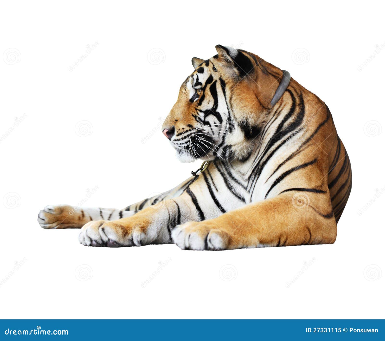 Tiger isolated stock image. Image of front, jungle, close - 27331115