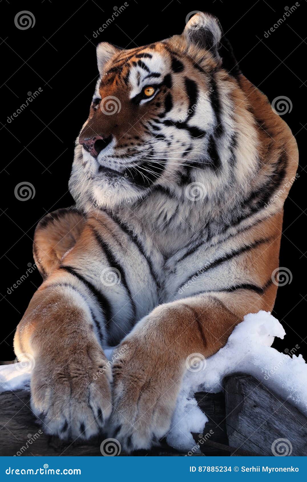 Tiger Isolated at Black Laying at the Snow Full Size Stock Photo ...