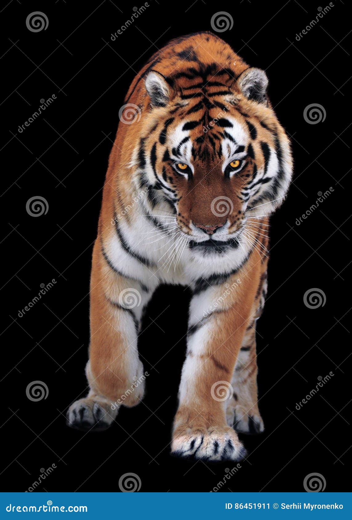 Tiger Isolated on Black Running at Camera Stock Image - Image of camera ...