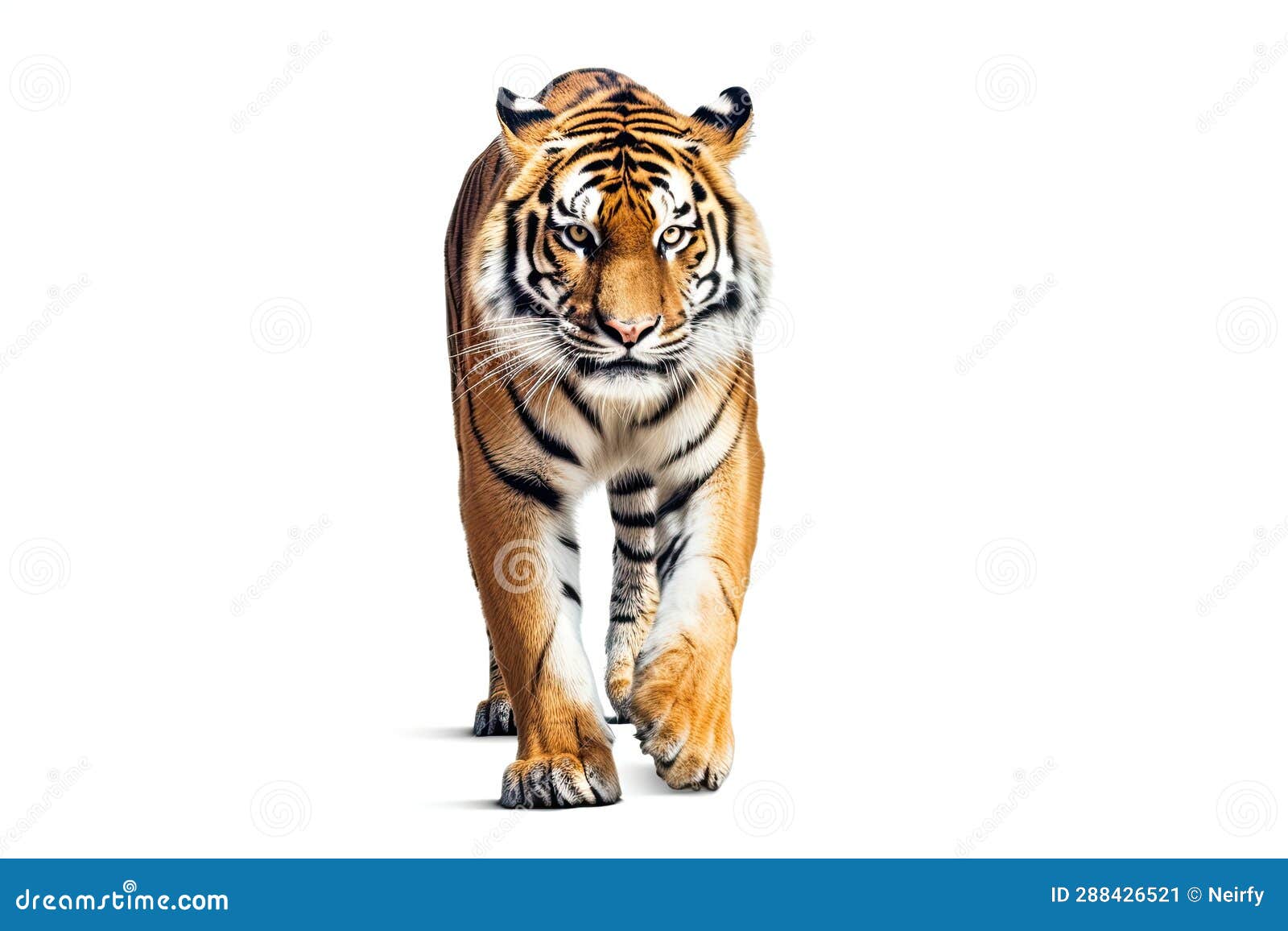 Tiger Isolated on White Background Stock Illustration - Illustration of ...