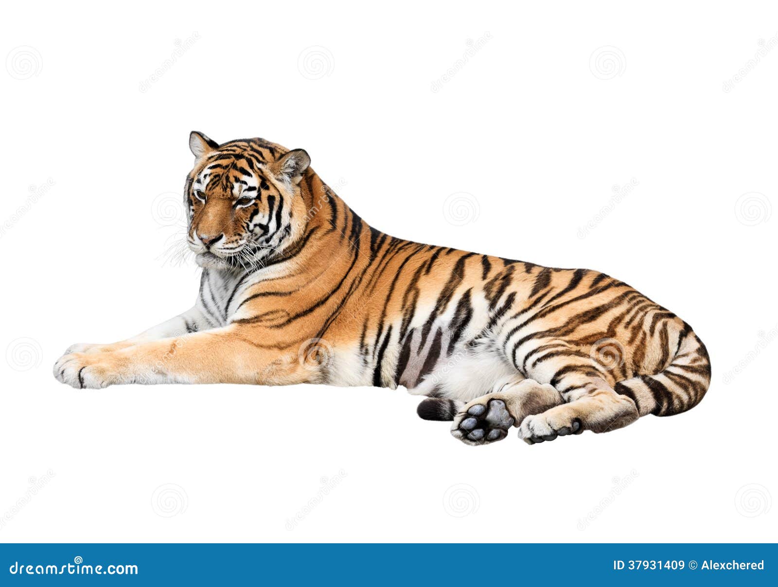 White Siberian Tiger Wallpaper