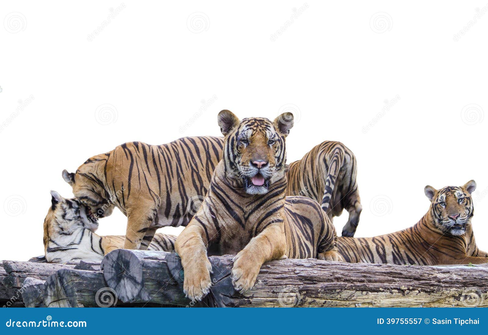 5 Tiger stock image. Image of drops, close, anger, bengal - 39755557