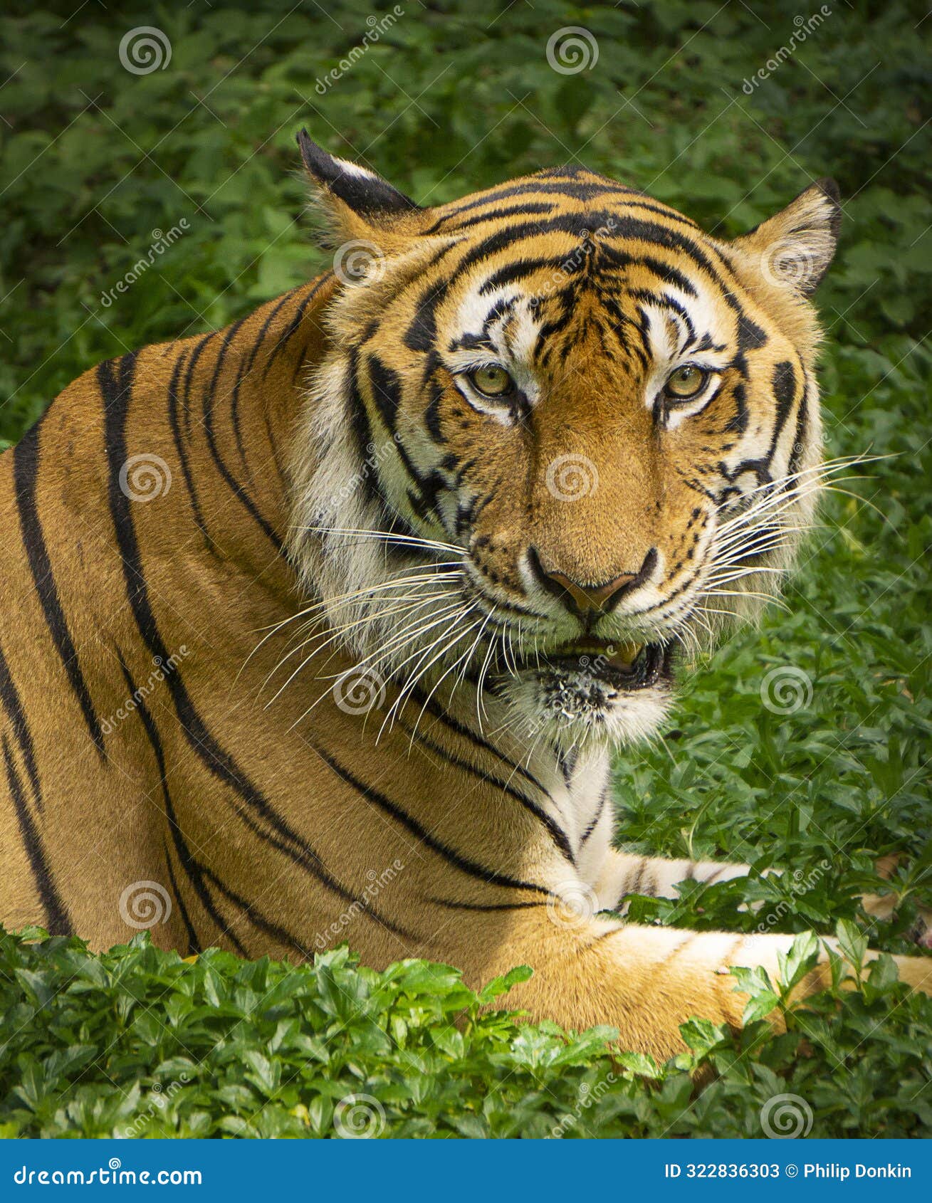 Tiger with Its Colourful Camouflage and Unique Patterns Stock Image ...