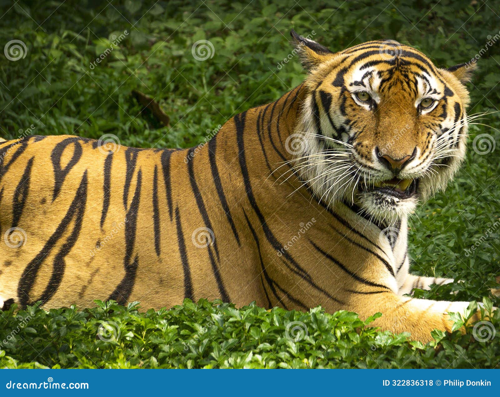 Tiger with Its Colourful Camouflage and Unique Patterns Stock Photo ...