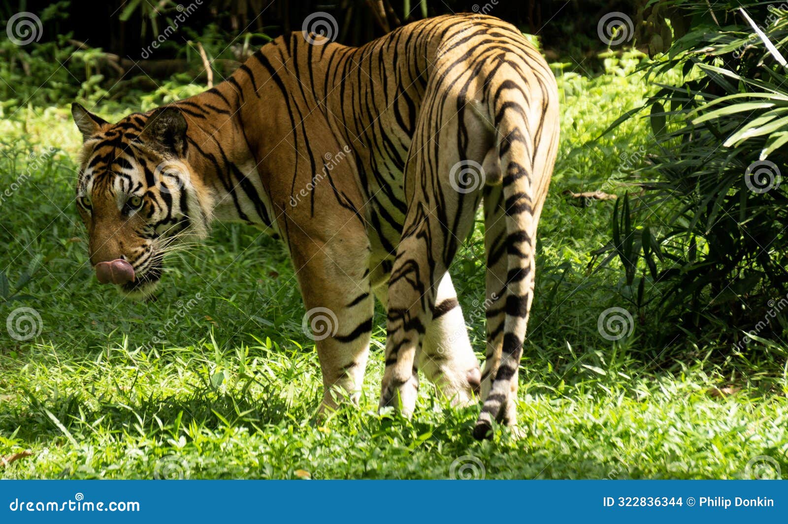 Tiger with Its Colourful Camouflage and Unique Patterns Stock Photo ...