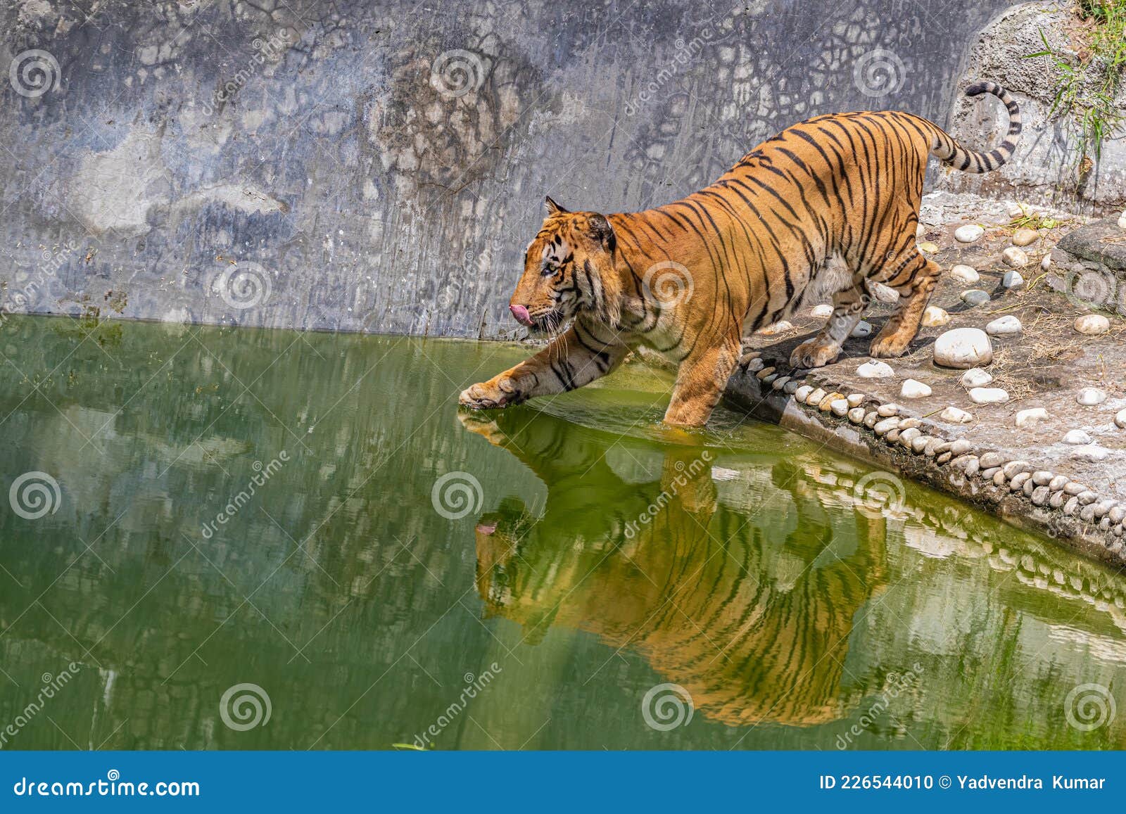 Tiger- Its hot outside stock photo. Image of whisker - 226544010