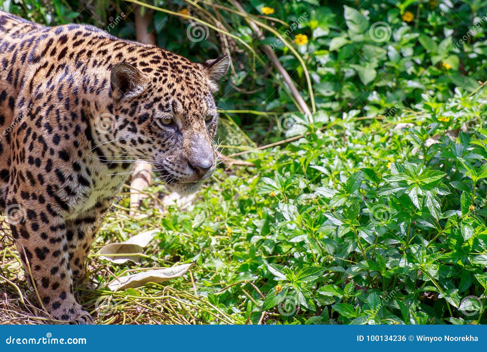 Tiger jaguar in forest. stock photo. Image of copy, eyesight - 100134236