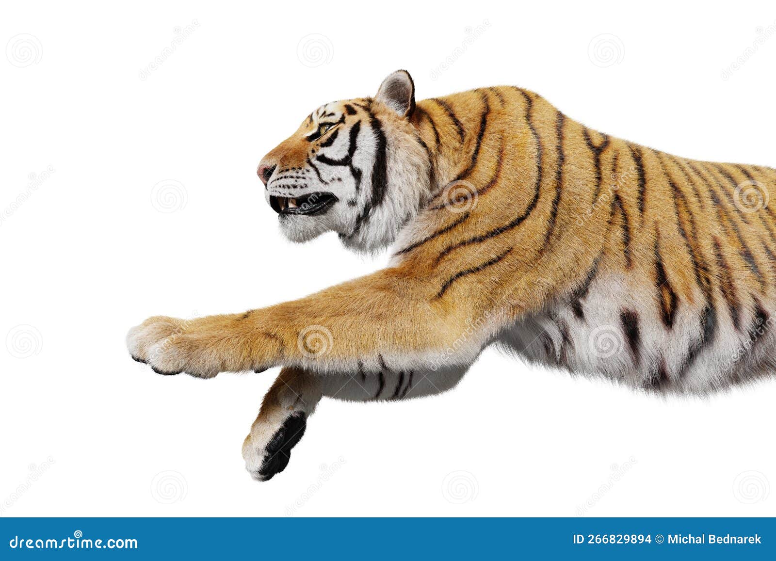 Tiger Jumping Attack Isolated Stock Photo - Image of angry, attack: 266829894