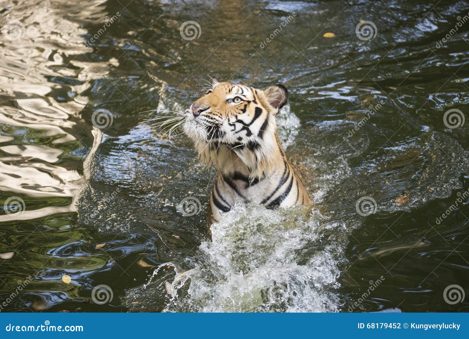 Tiger jumping stock photo. Image of feline, looking, tree - 68179452