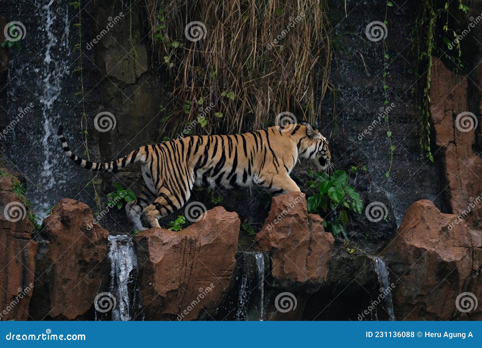A Tiger is Jumping between the Rocks in the Zoo Stock Photo - Image of ...