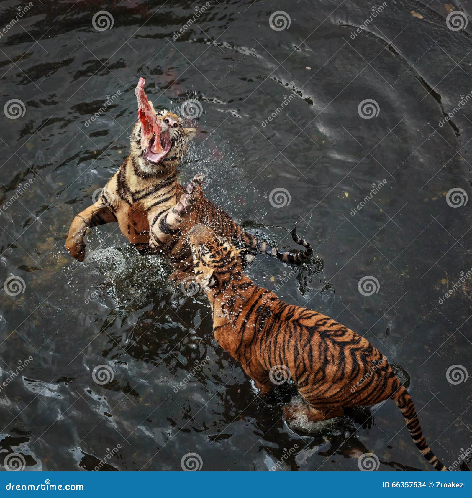 Tiger stock photo. Image of bengal, front, bite, looking - 66357534