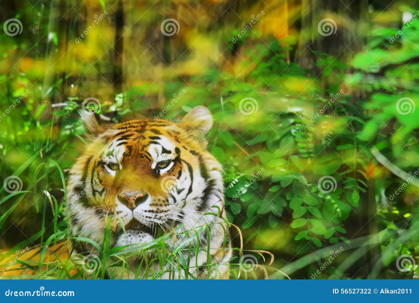 Tiger in the jungle stock photo. Image of cats, feline - 56527322