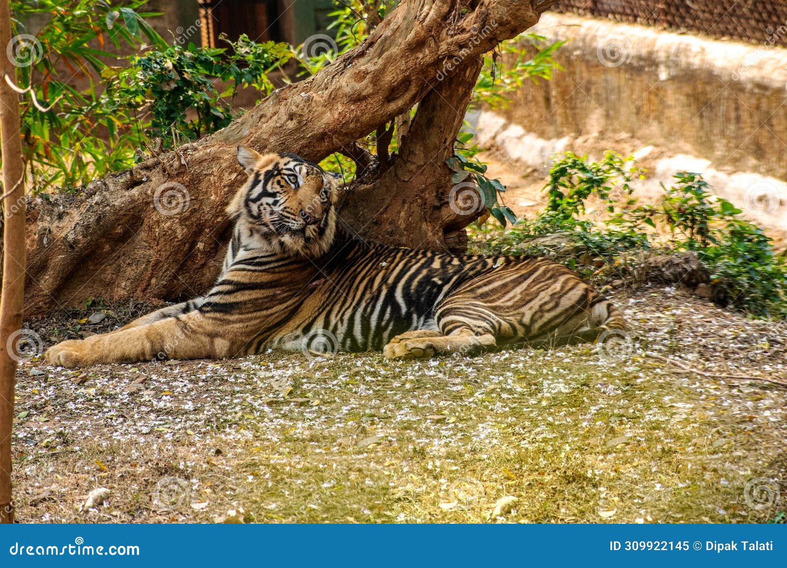 Tiger in the Jungle stock image. Image of tiger, hunting - 309922145