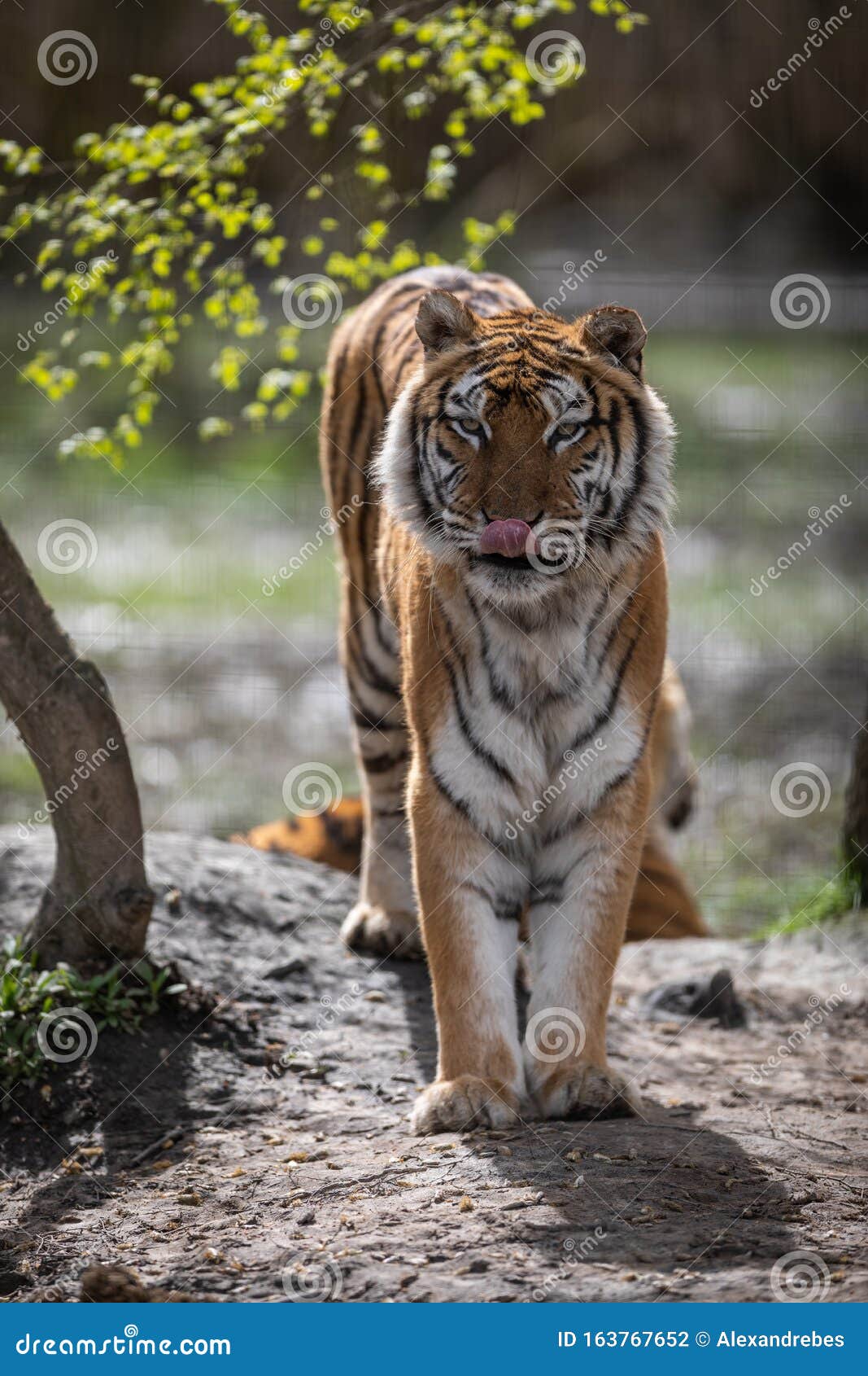 Tiger in the jungle stock photo. Image of portrait, black - 163767652