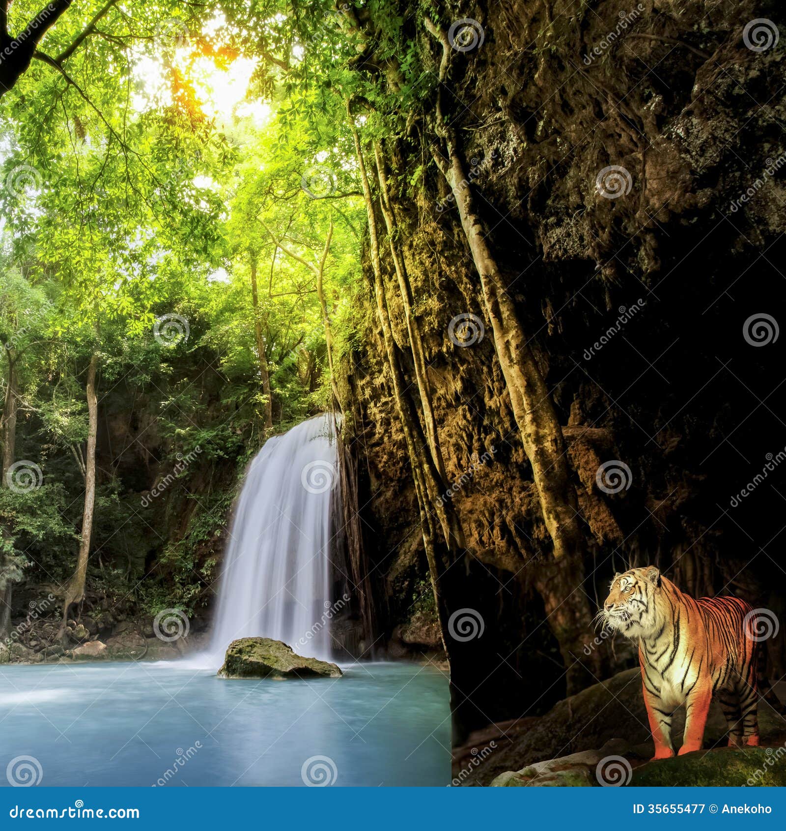 Tiger Jungle Indian Beast Ferocious Royalty-Free Stock Image ...