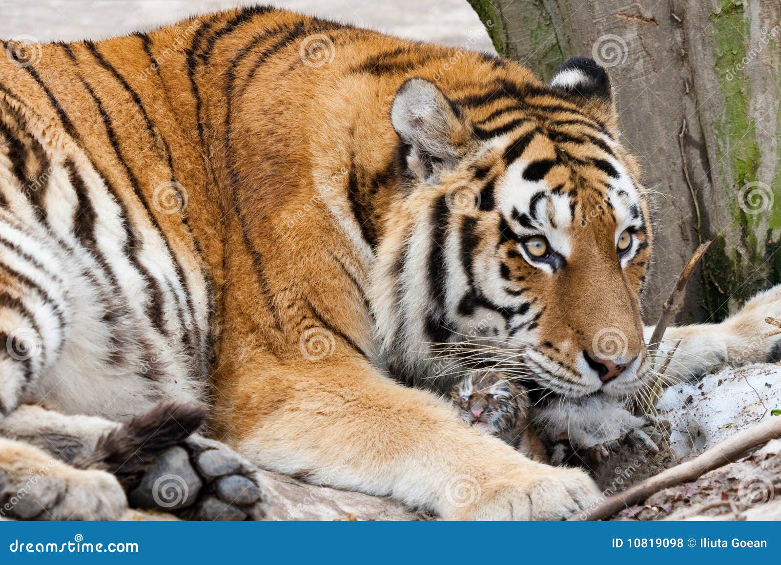 Tiger with just born Cub stock photo. Image of tiger - 10819098
