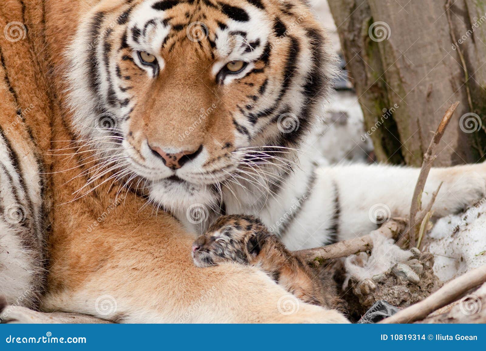 Tiger with just born Cub stock photo. Image of organism - 10819314