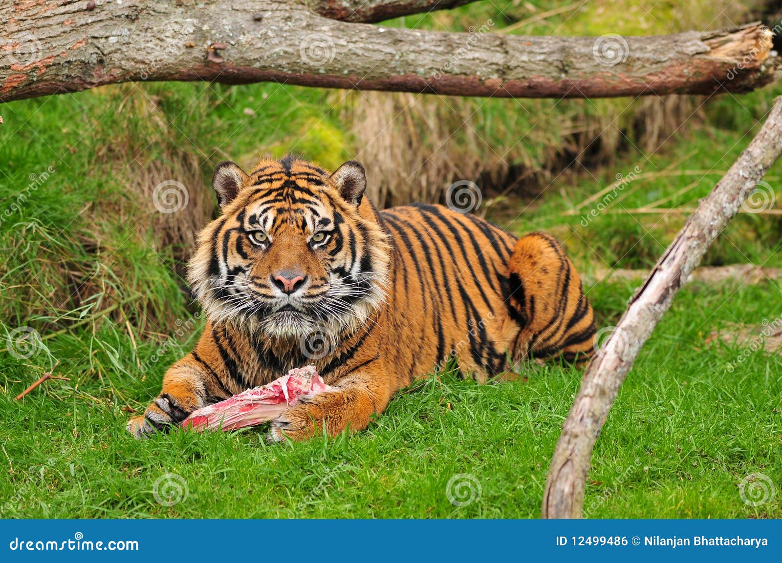 Tiger with kill stock photo. Image of look, mammal, africa - 12499486