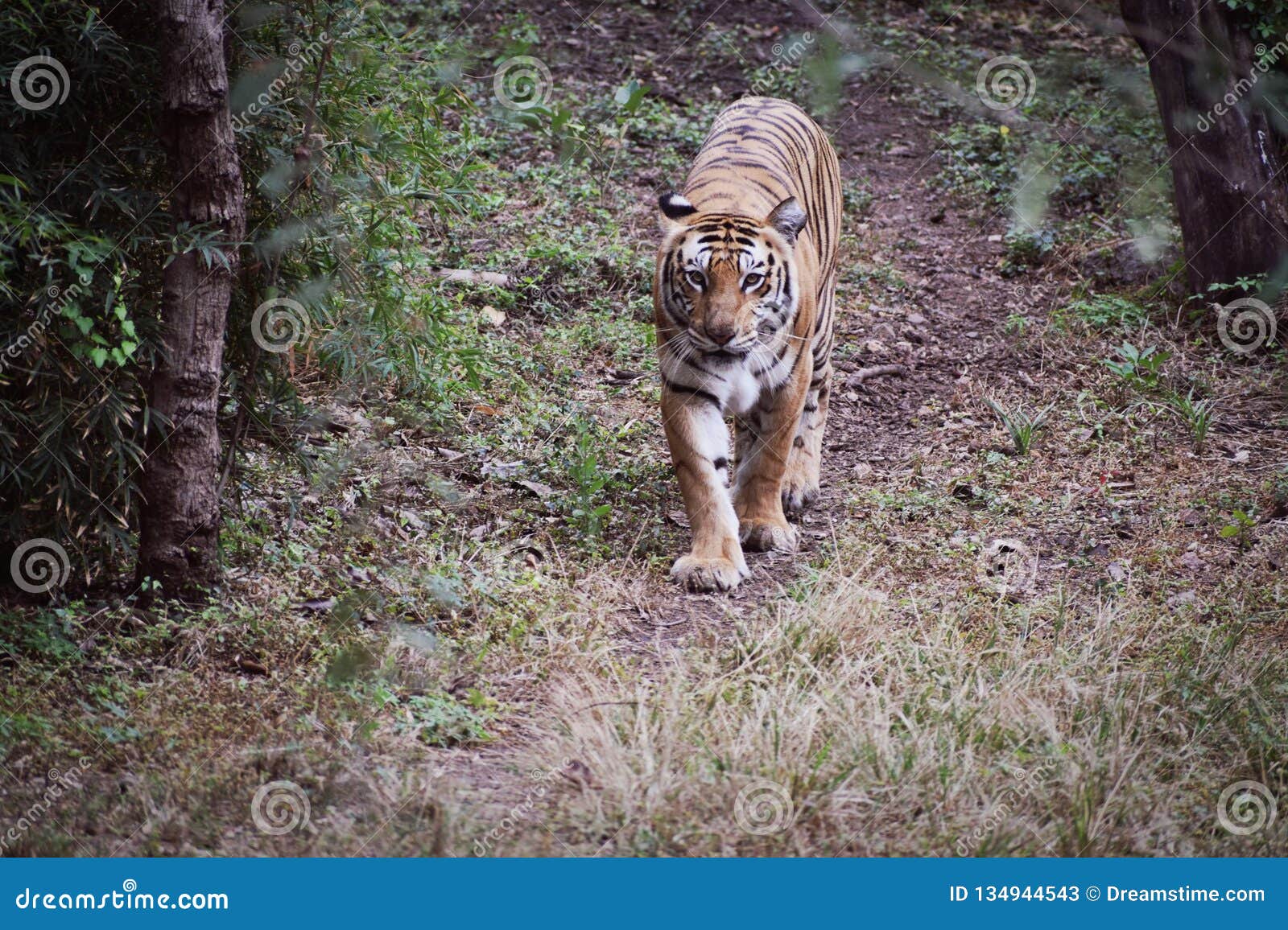 Tiger stock image. Image of wilflife, nationalpark, jungle - 134944543