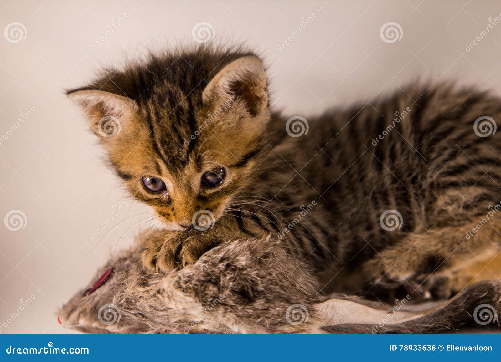 Tiger kitten hunting mouse stock photo. Image of catching - 78933636