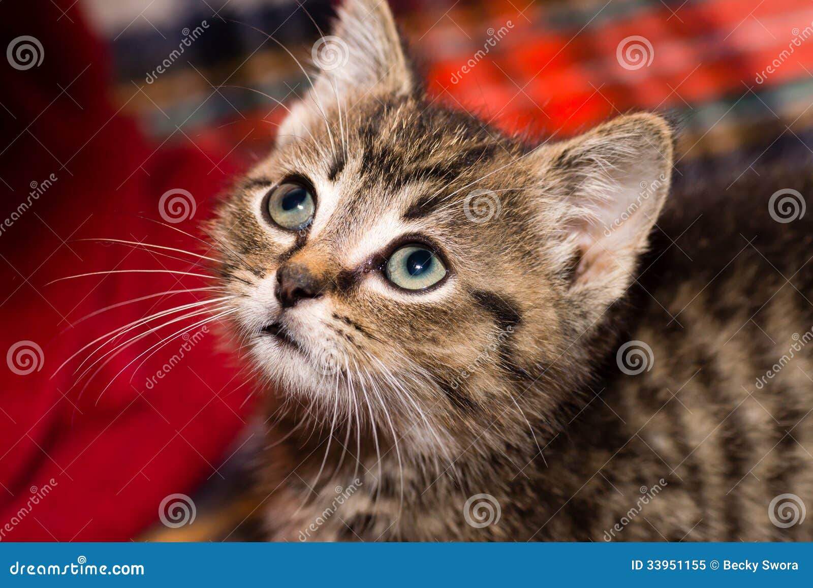 Tiger Kitten stock image. Image of face, animal, curious - 33951155