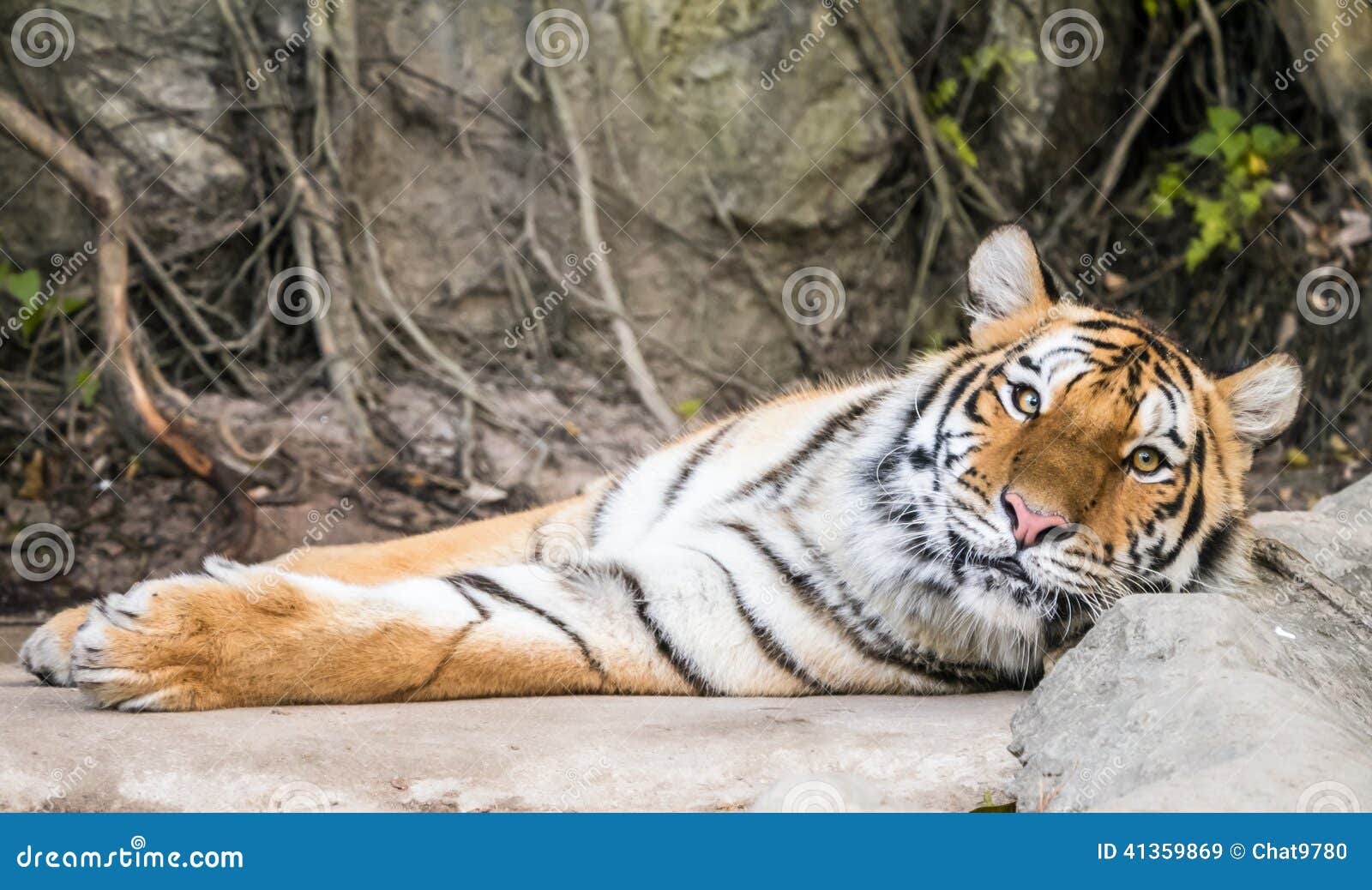 Tiger Laid Down Looking at You Stock Image - Image of bengal, india ...