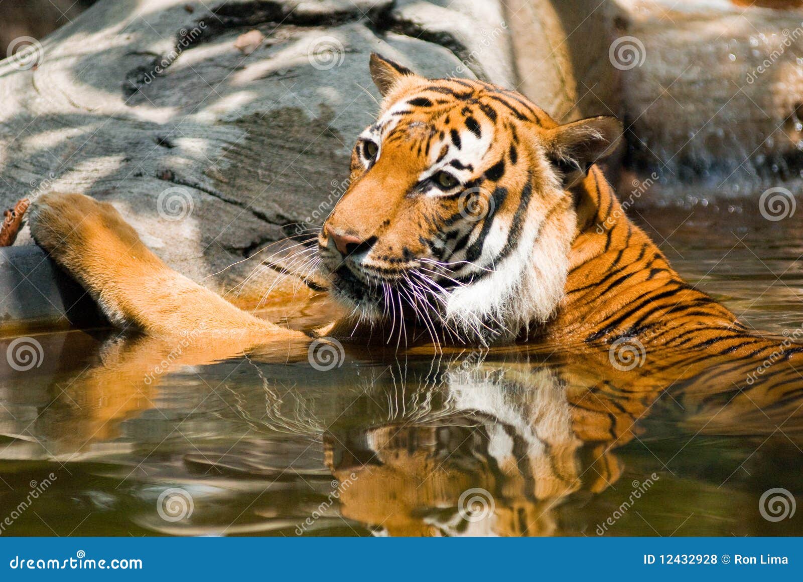 Tiger in lake stock photo. Image of feline, daylight - 12432928