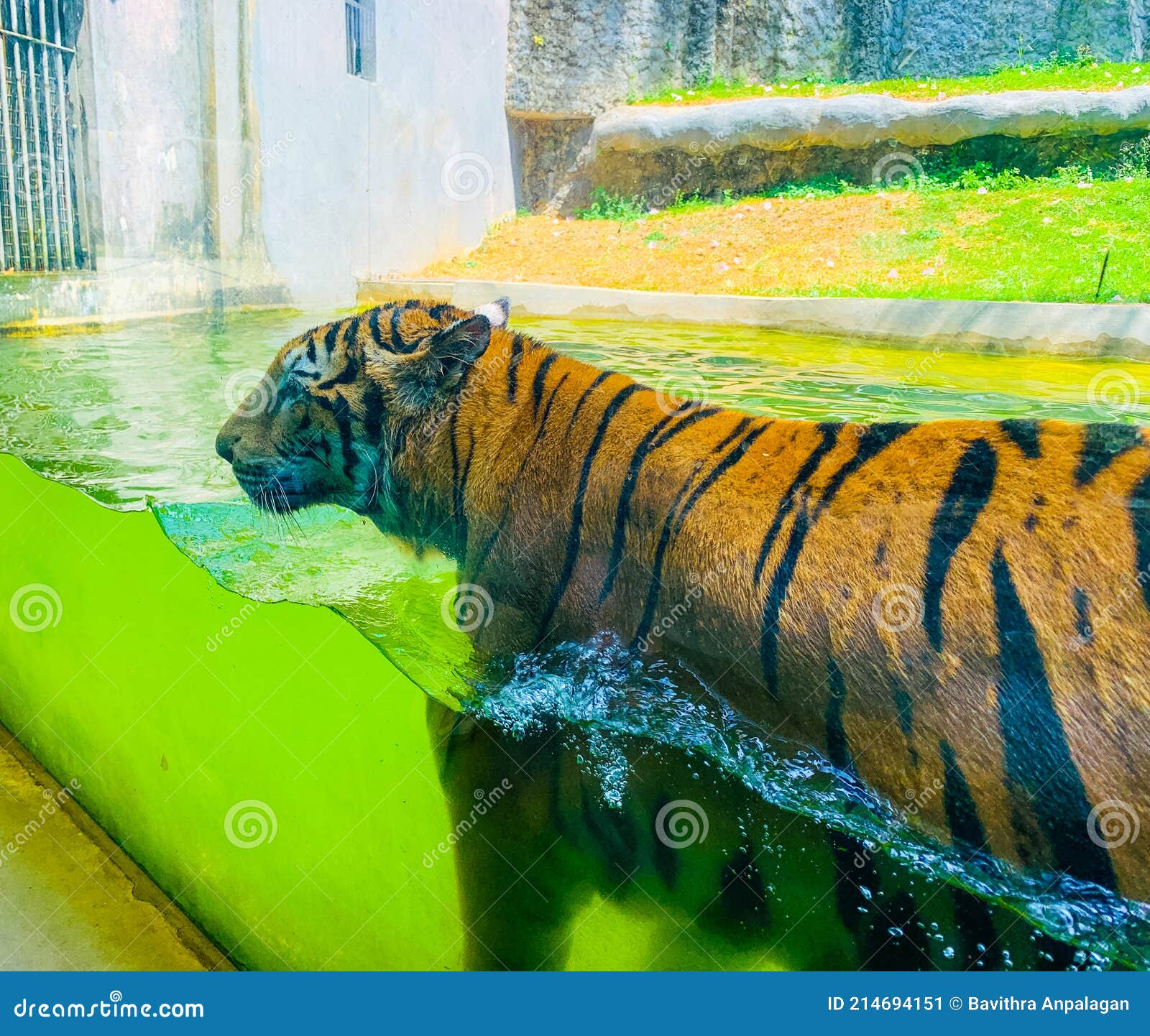 Tiger in the lake stock image. Image of mammal, head - 214694151