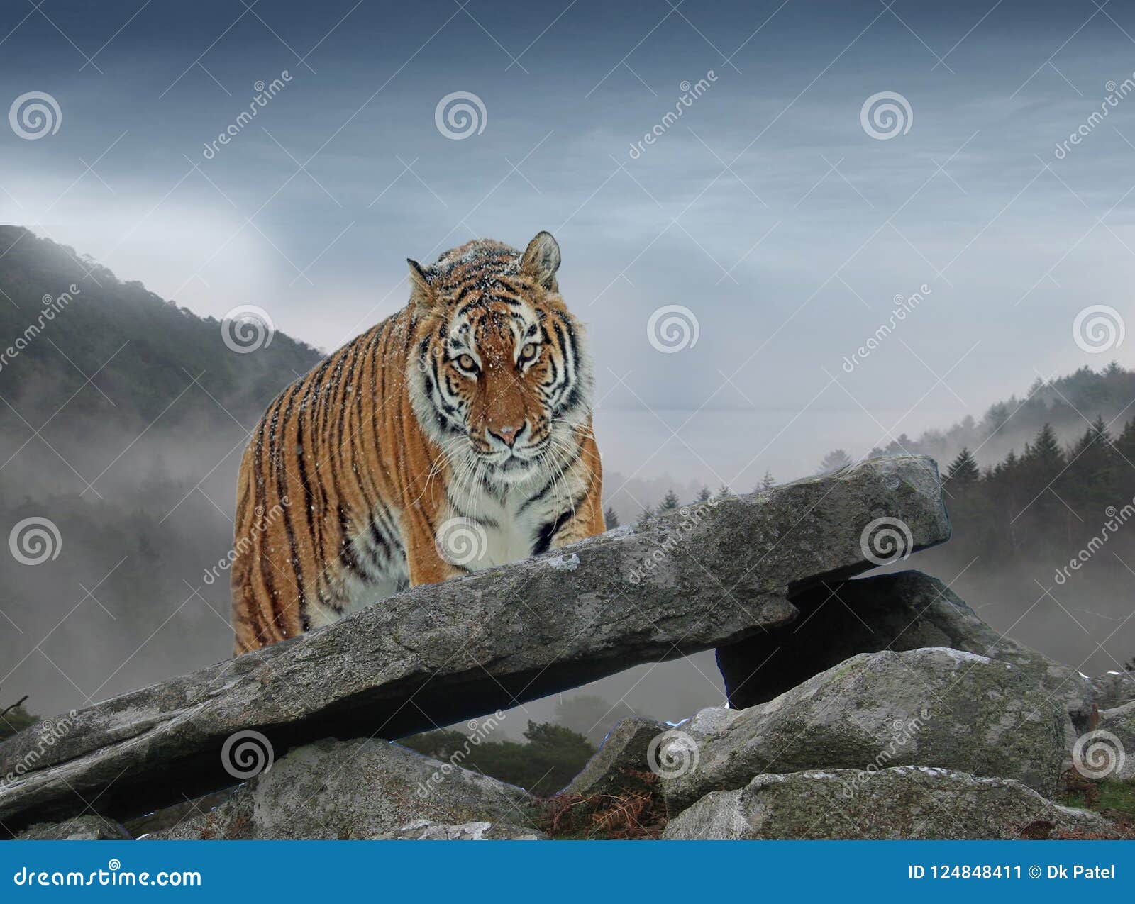 How do tigers look like stock image. Image of natural - 124848411