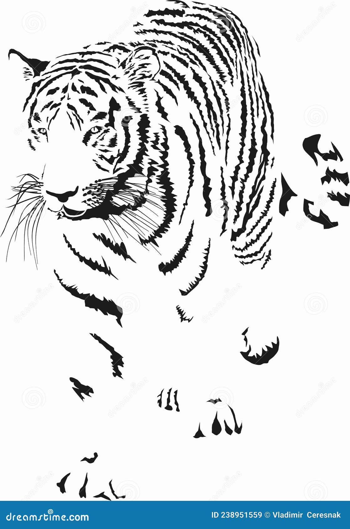Tiger, Latin Panthera Tigris Tigris Stock Vector - Illustration of ...