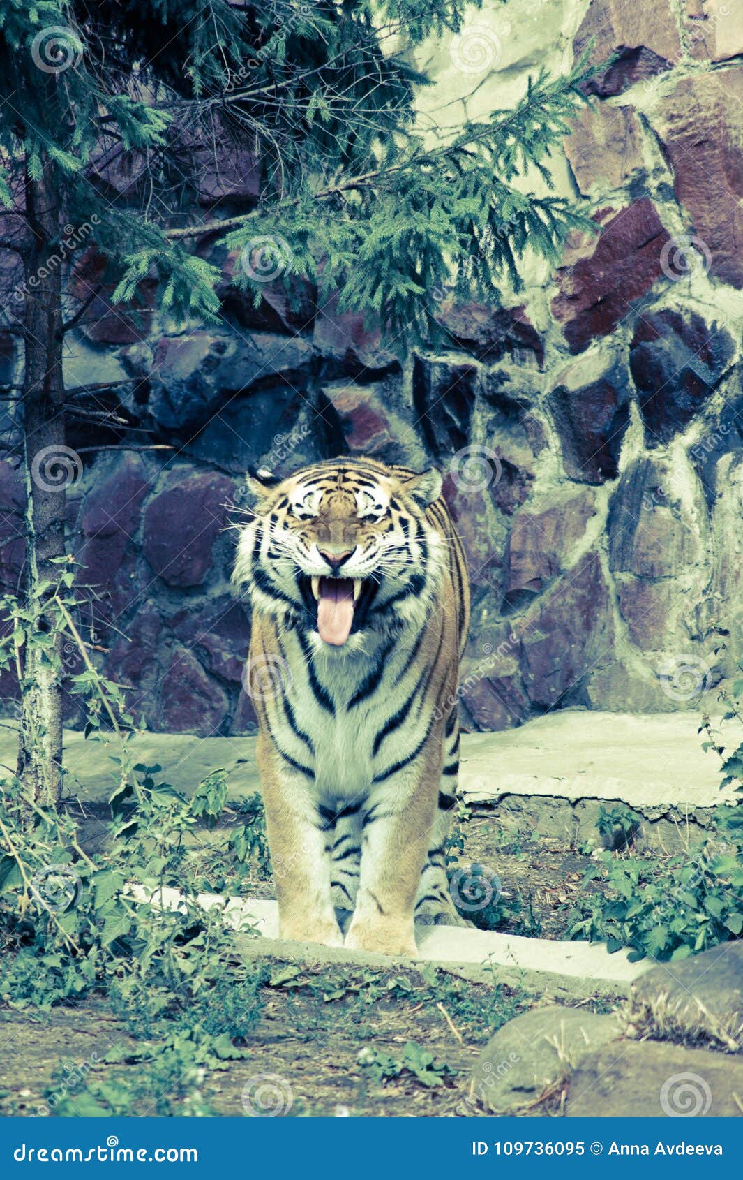 Tiger laughing at the zoo stock image. Image of danger - 109736095