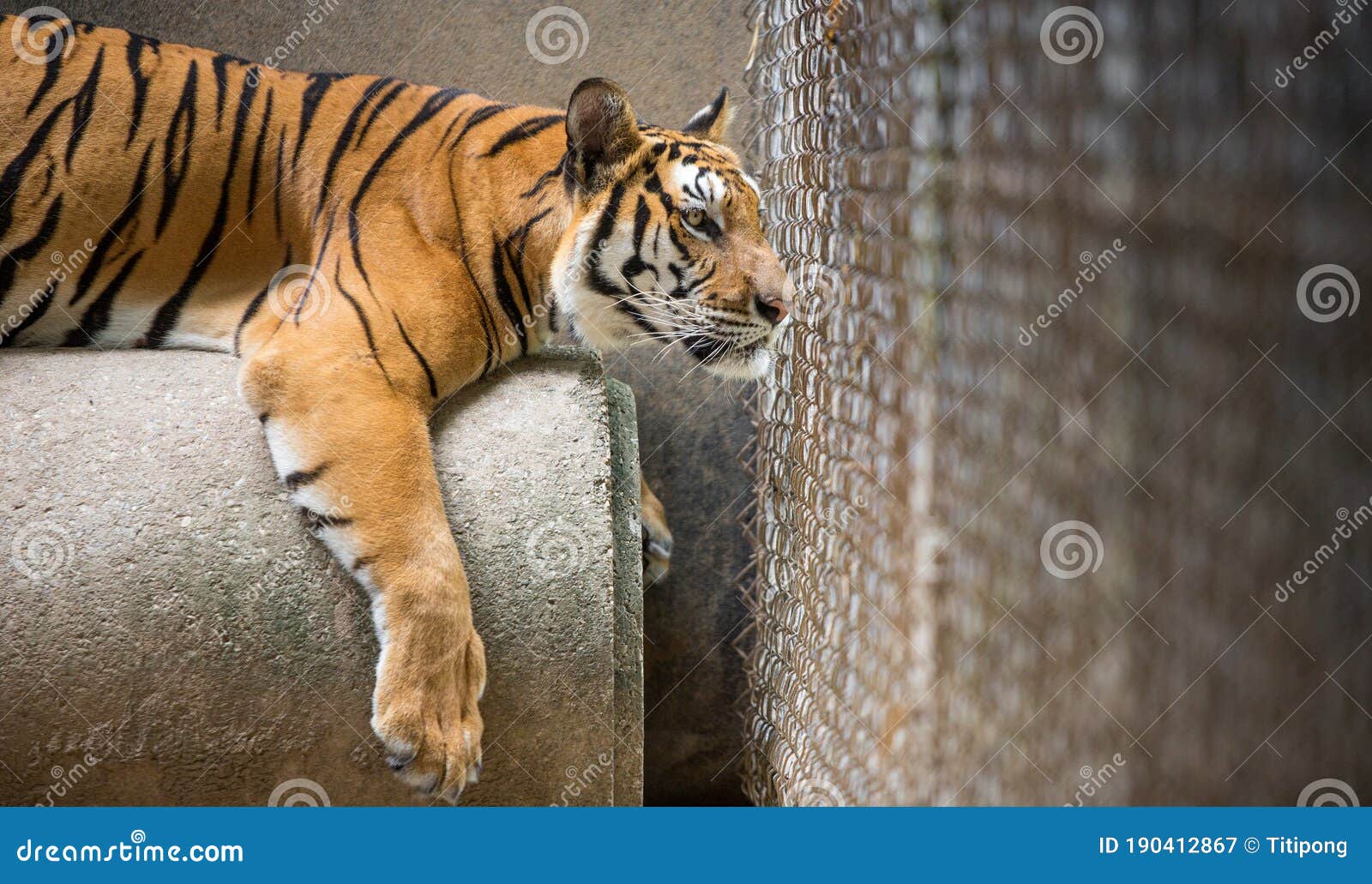 Tiger Lying in a Cage on Display in the Zoo Stock Image - Image of eyes ...