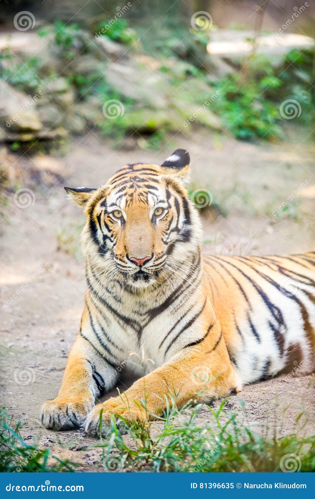 Tiger stock image. Image of animal, ground, predator - 81396635
