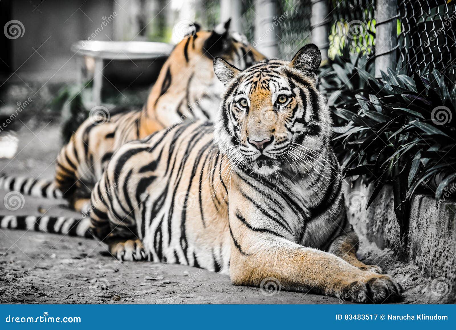 Tiger stock image. Image of fish, lake, fighting, mammal - 83483517