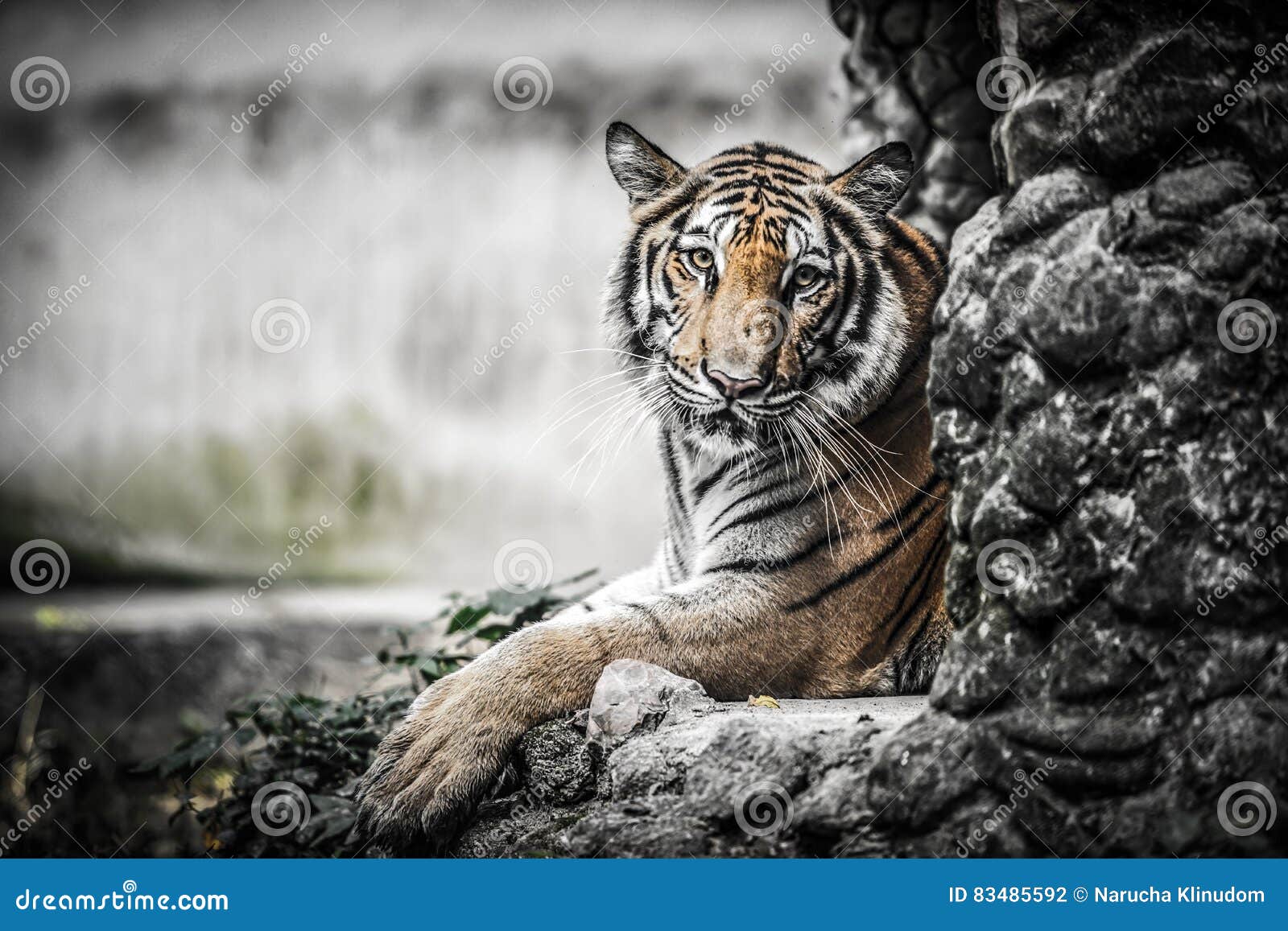 Tiger stock photo. Image of heavy, horrible, forest, animal - 83485592
