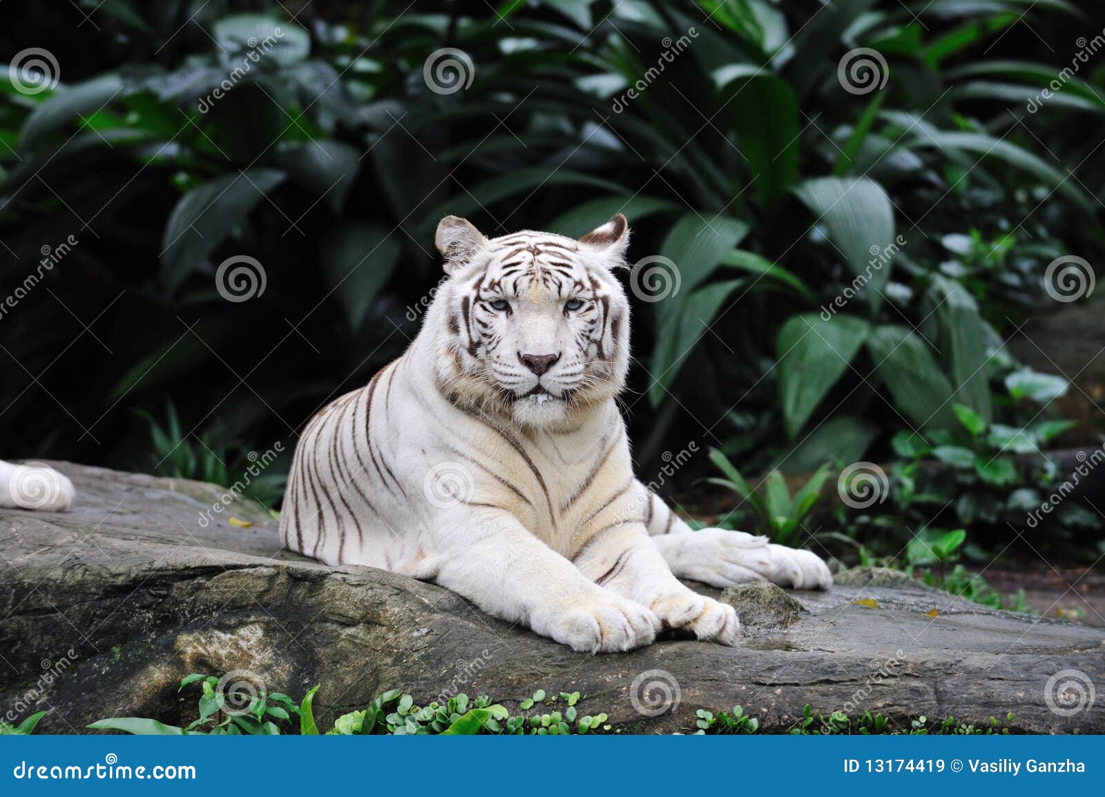 Tiger laying stock image. Image of beauty, beautiful - 13174419
