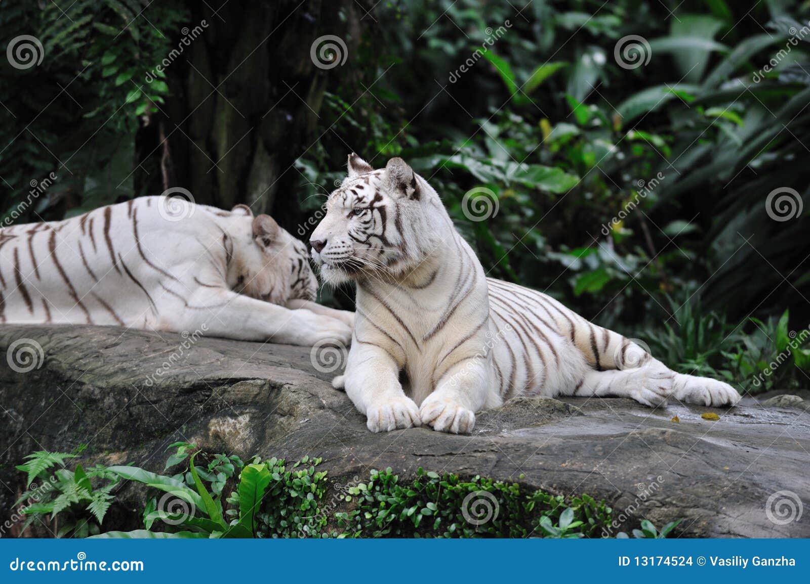 Tiger laying stock photo. Image of animal, male, preserve - 13174524