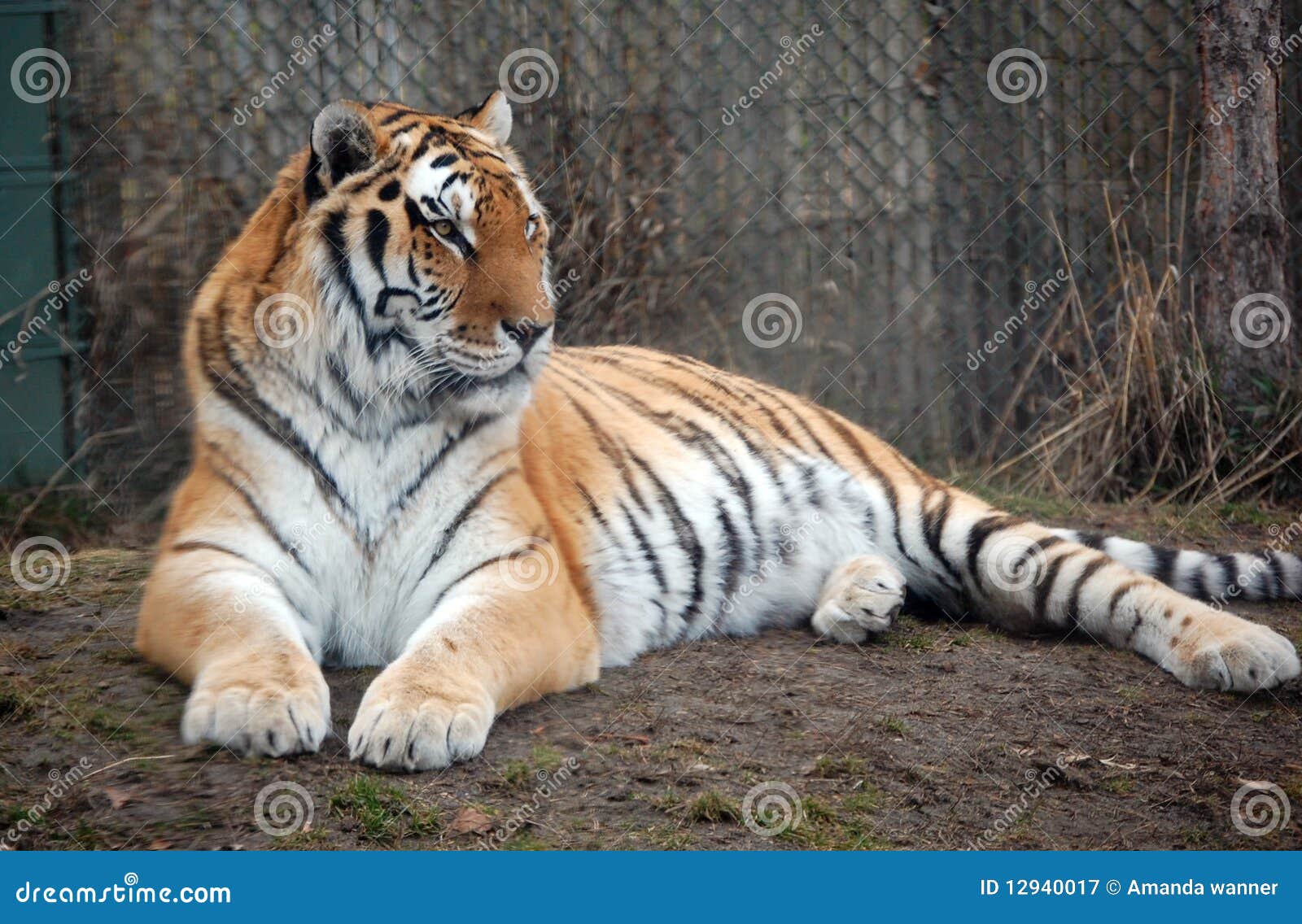 Tiger laying around stock image. Image of lazy, stripes - 12940017