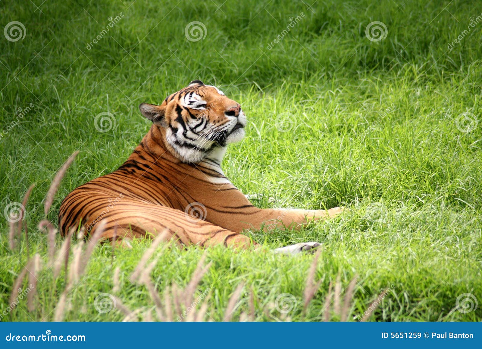 Tiger laying down stock image. Image of nature, animal - 5651259