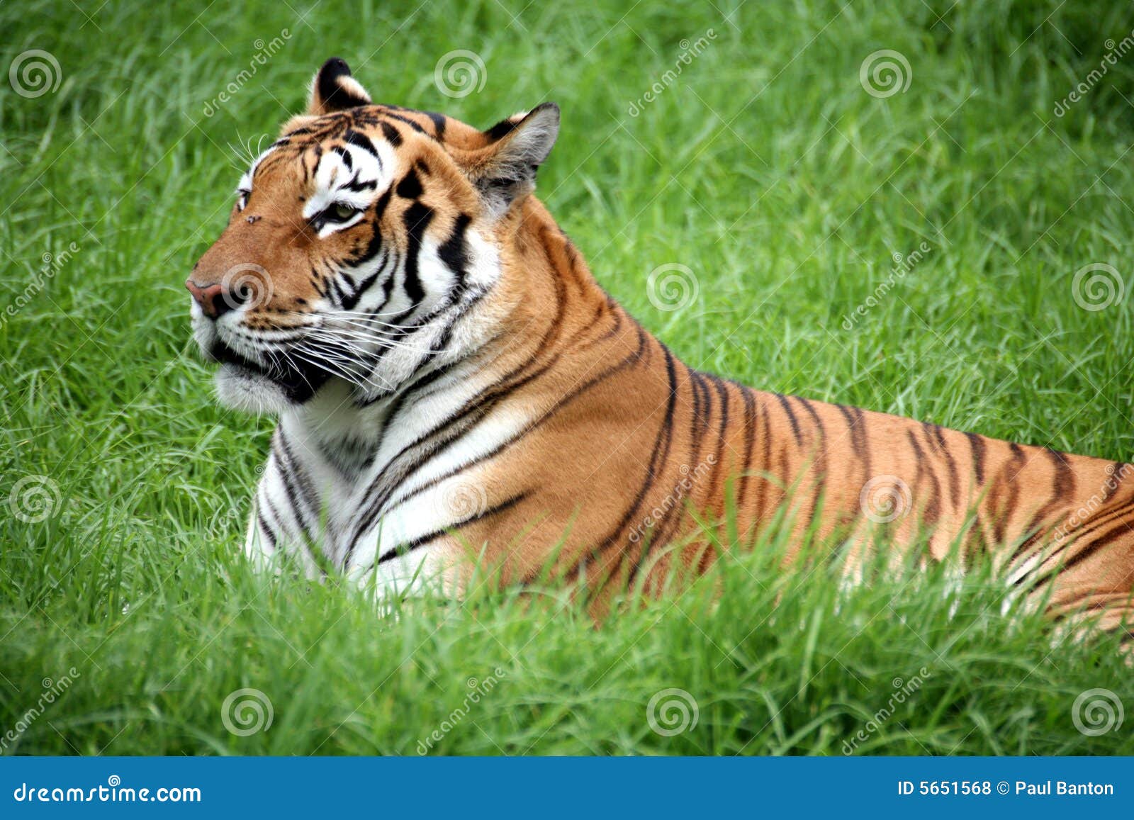 Tiger laying down stock photo. Image of indian, tiger - 5651568