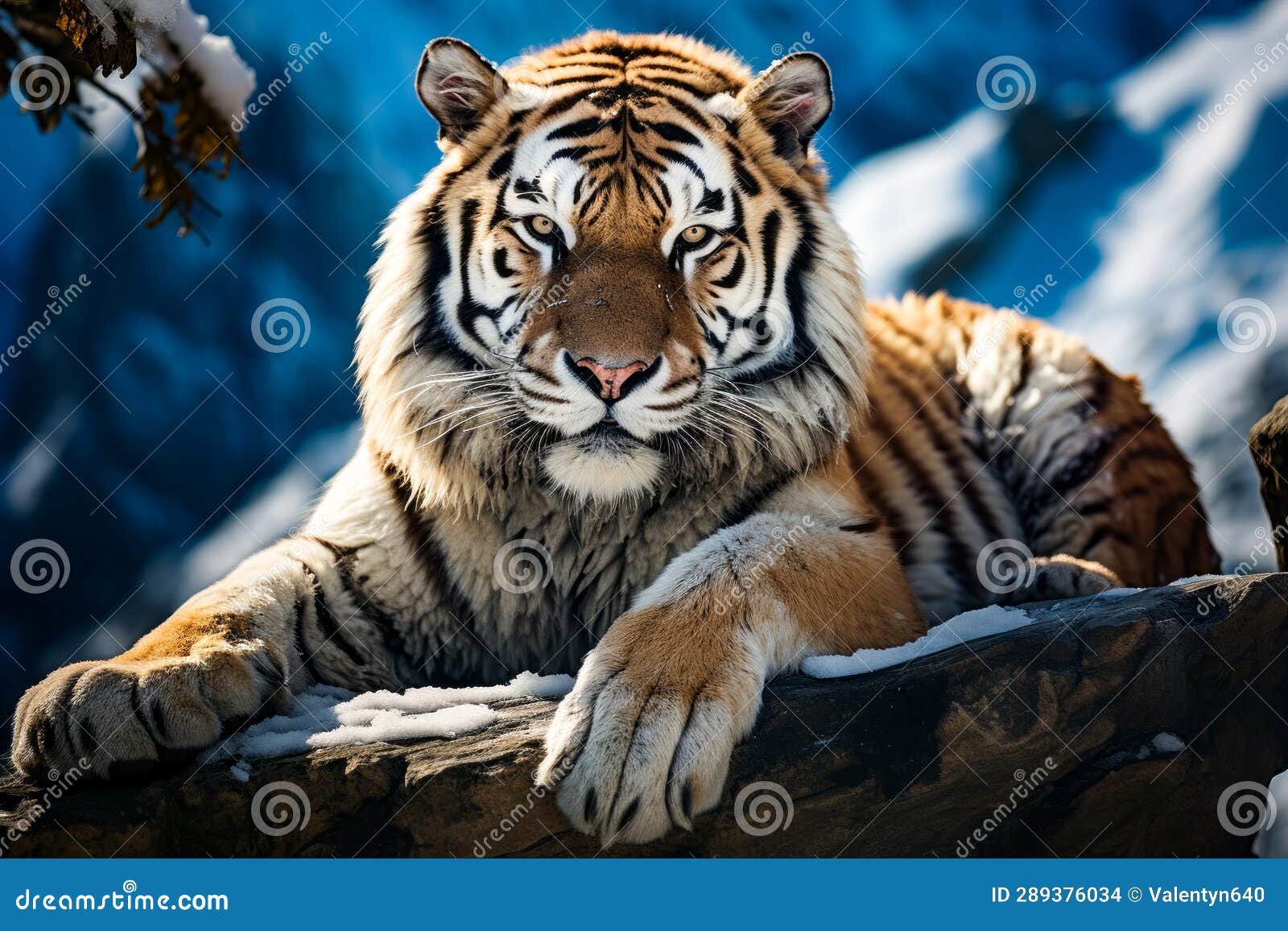 Tiger Laying Down on Log in the Snow with Its Eyes Closed. Generative ...