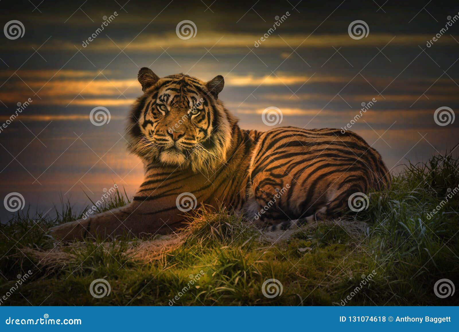 Tiger Laying Down Resting at Sunset Stock Photo - Image of majestic ...